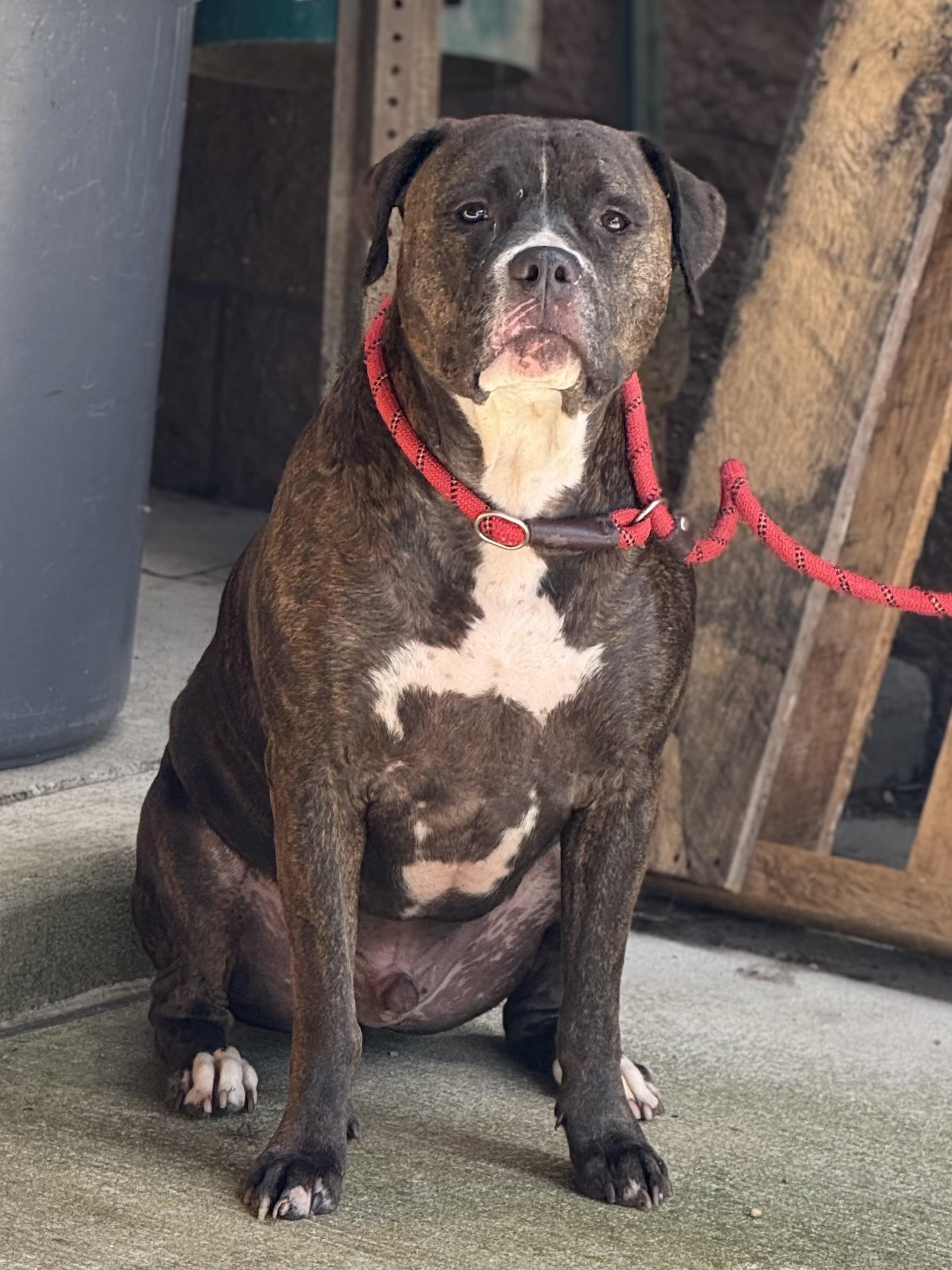 Dog for adoption - Nash, a Mastiff Mix in Youngstown, OH | Petfinder