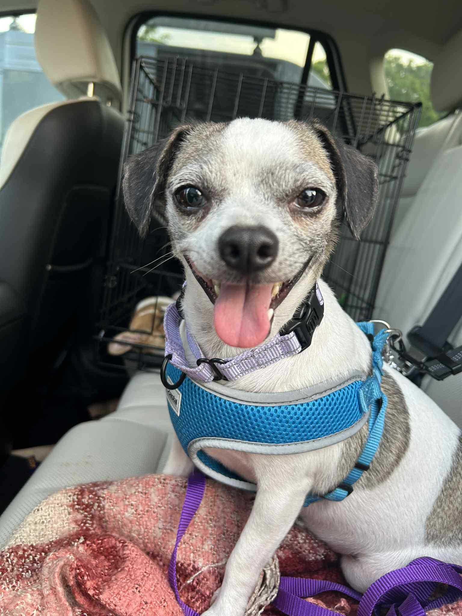 Dog for adoption - Phil, a Chihuahua in Cranston, RI | Petfinder