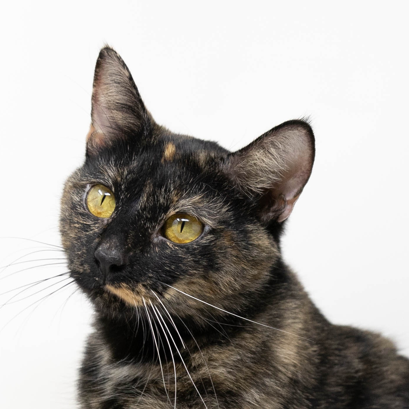 Cat for adoption - Pumpkin, a Tortoiseshell in Haslet, TX | Petfinder