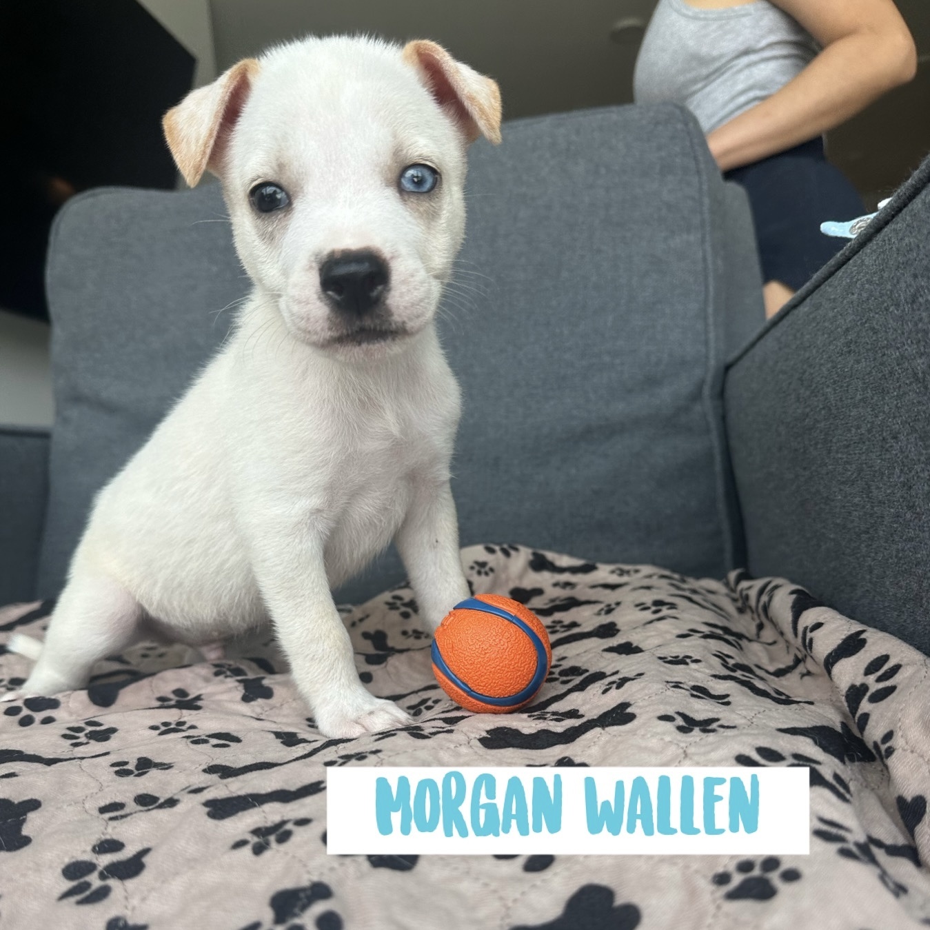 Dog for adoption - Morgan Wallen, a Husky in Puyallup, WA | Petfinder