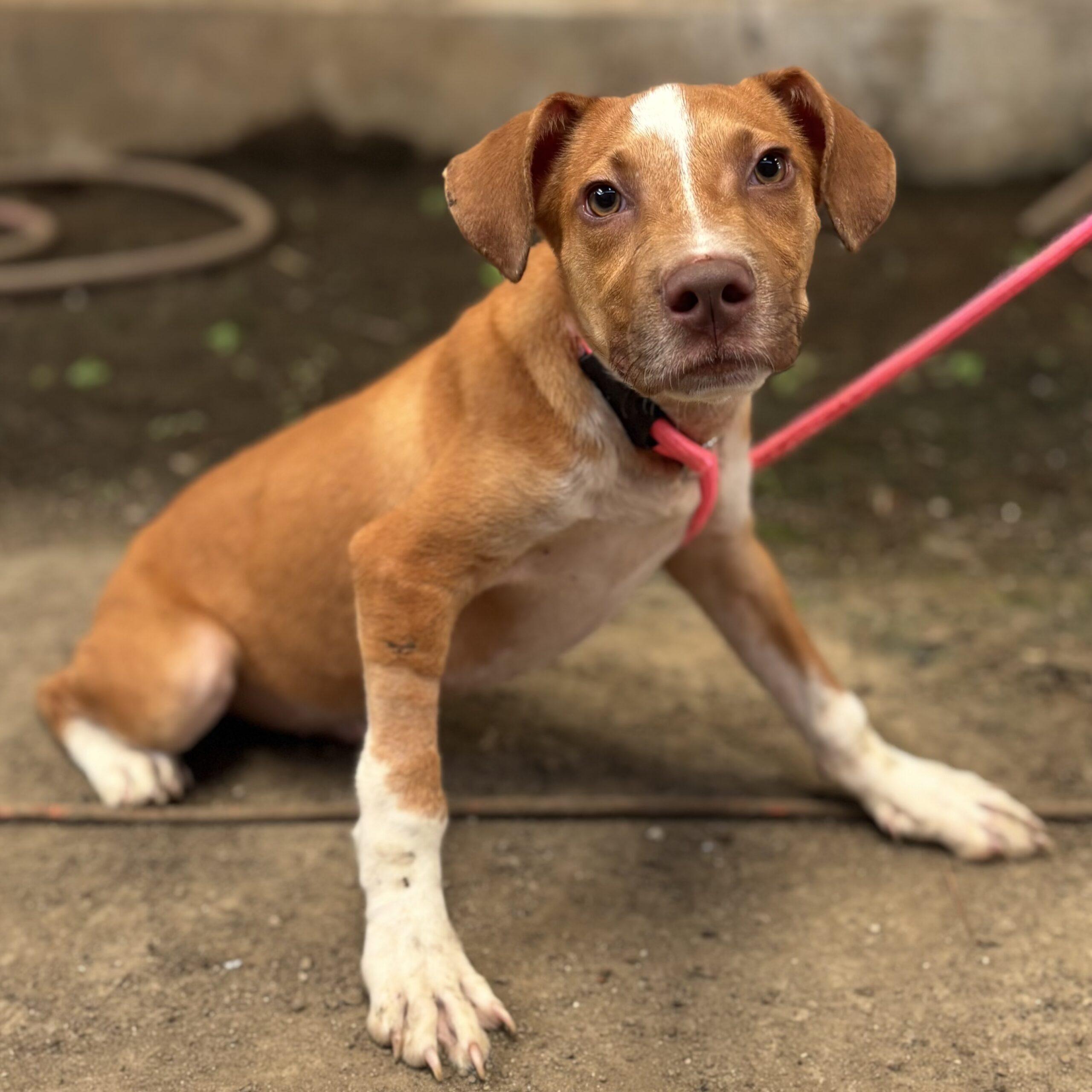Dog for adoption - Darien, a Fox Terrier & Pit Bull Terrier Mix in ...