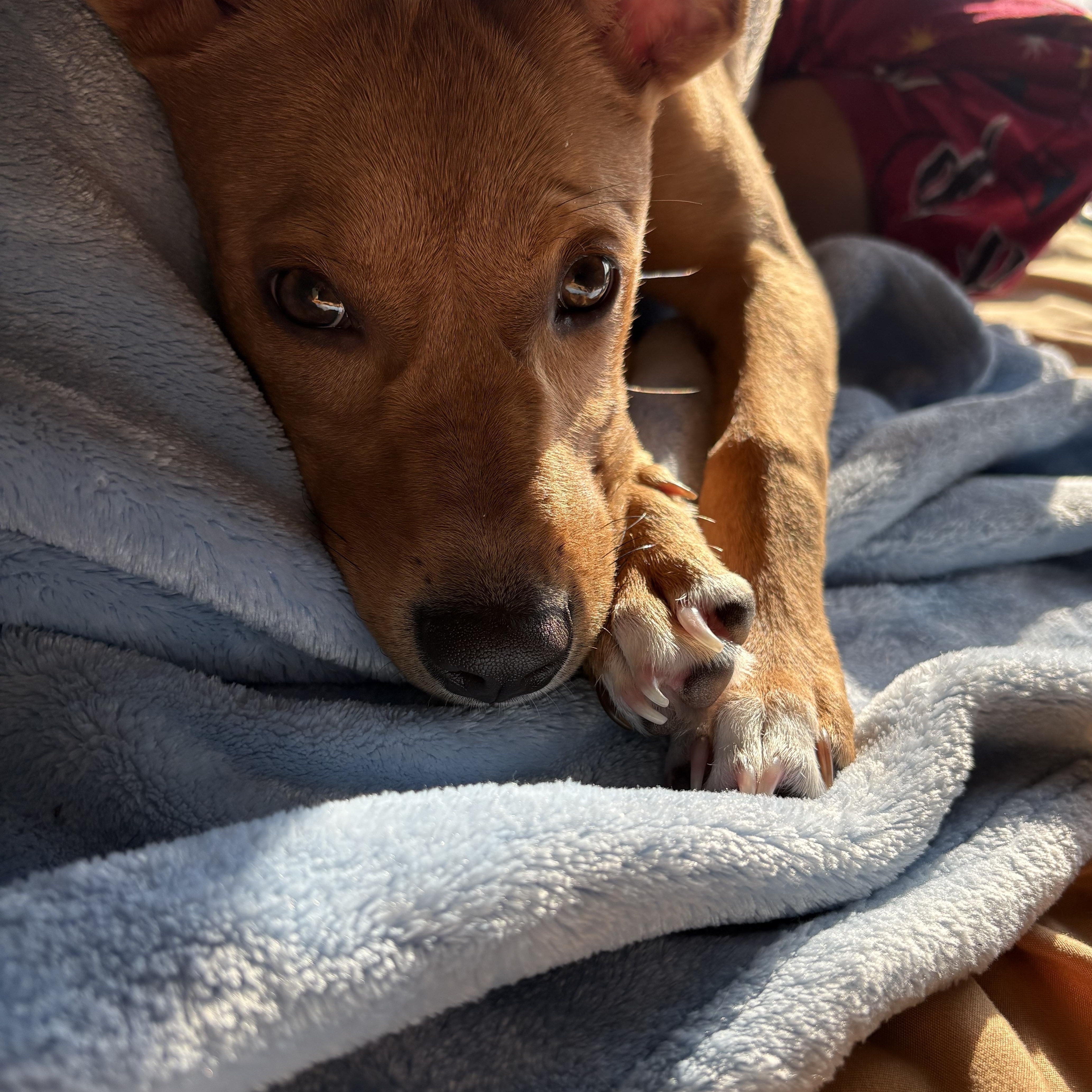 Dog for adoption - Roxanne, a Mixed Breed in Houston, TX | Petfinder