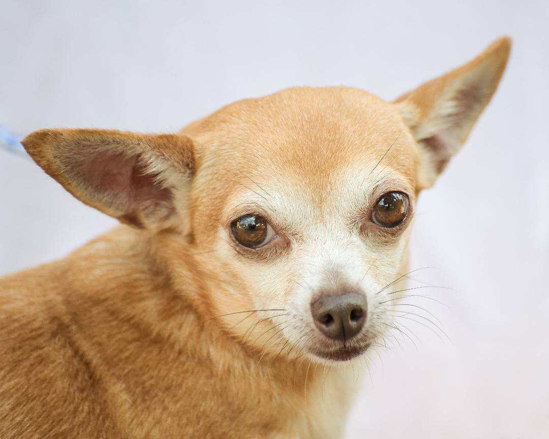 Our Animals — Animal Alliance