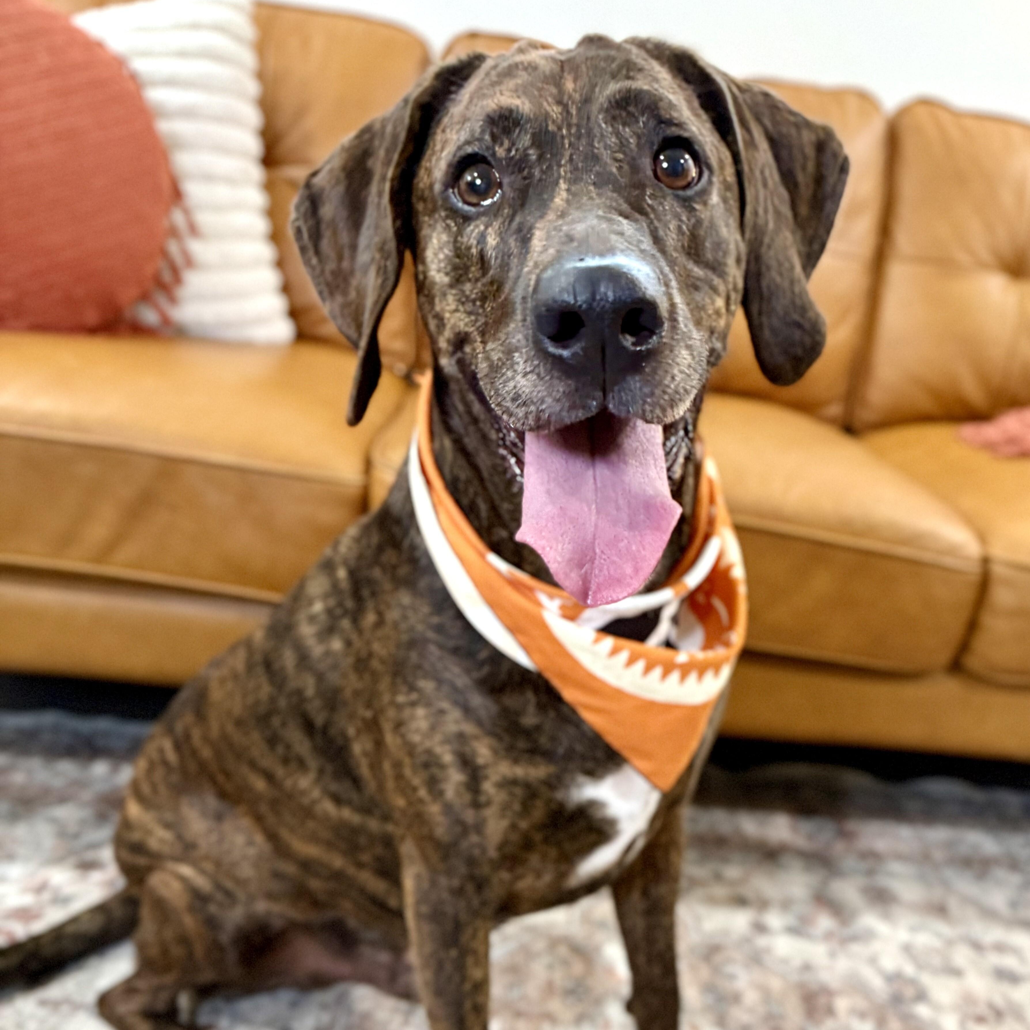 Dog for adoption - Burt Bojangles Bestest Boy, a Plott Hound & Labrador ...
