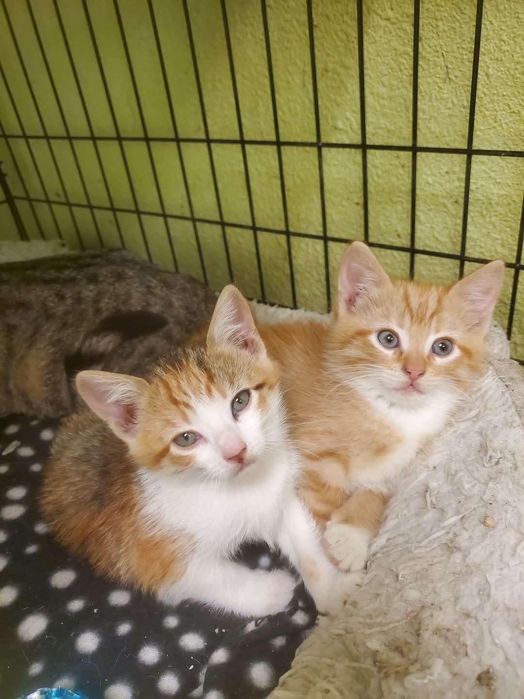 Cat for adoption - Kittens, an American Shorthair in Southaven , MS ...