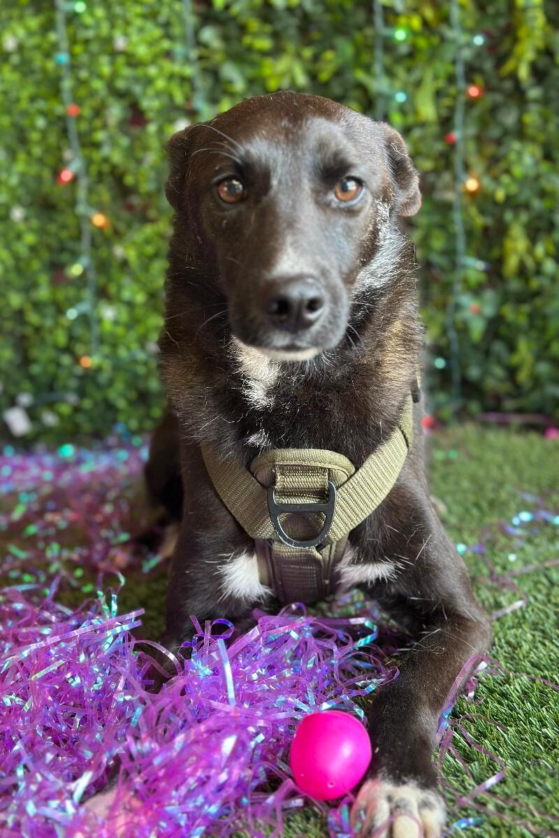 Dog for adoption - Donald brown, a Flat-Coated Retriever & Shepherd Mix ...