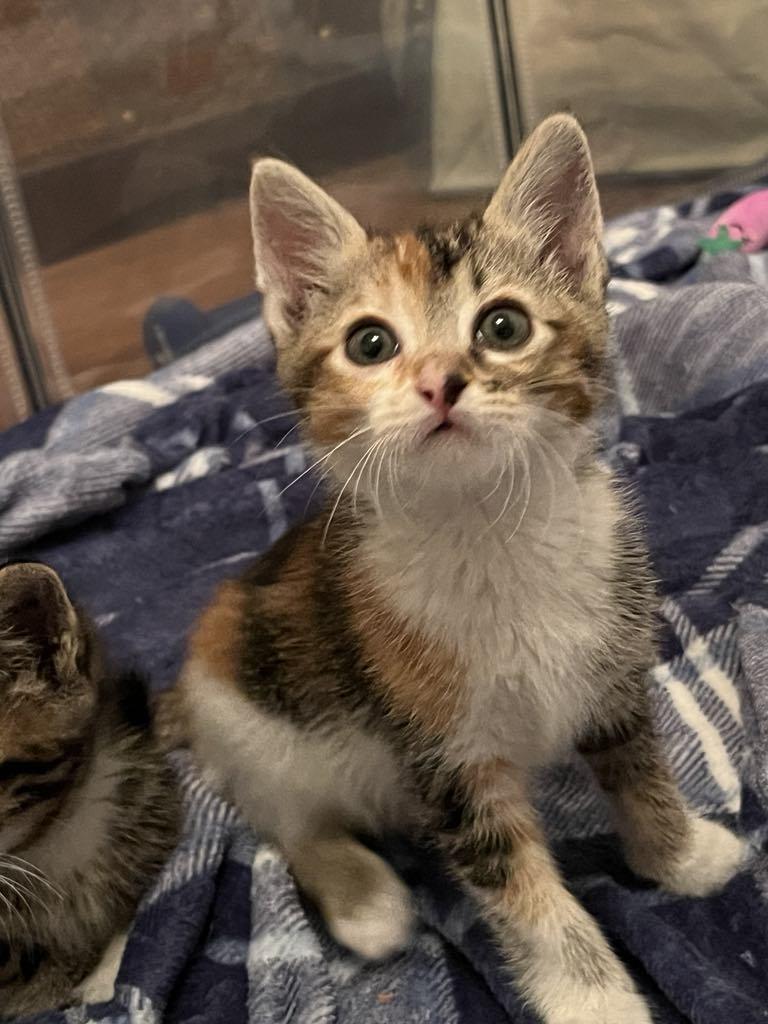 Cat for adoption - Cali, a Calico Mix in Seabrook, NH | Petfinder