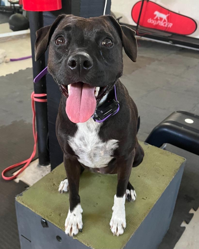 Dog for adoption - Summer, an Australian Cattle Dog / Blue Heeler ...