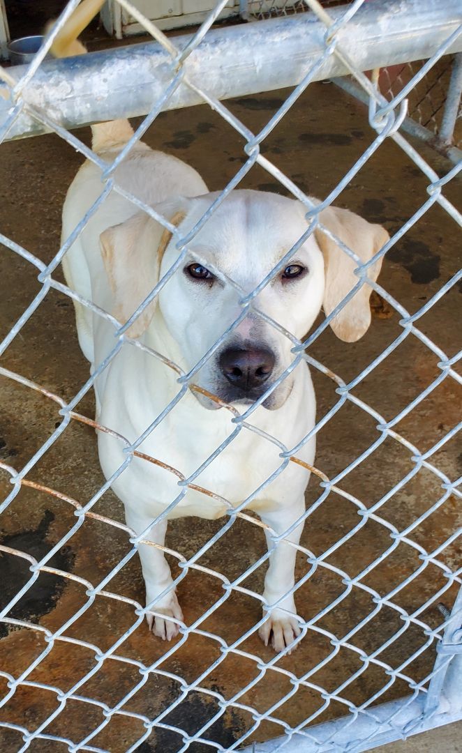 Dog for adoption - DONNER, a Labrador Retriever in Morrison, TN | Petfinder