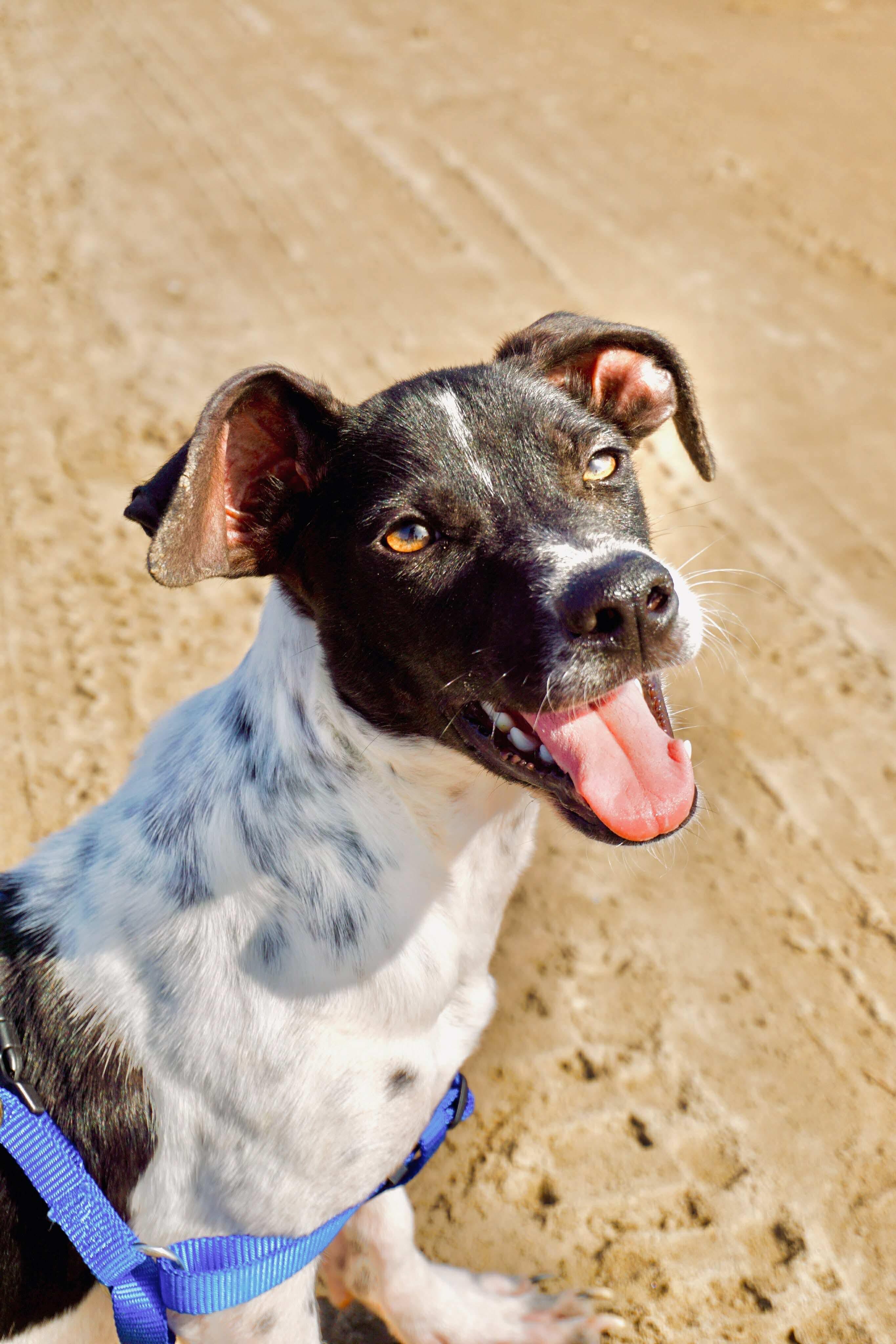 Dog for adoption - Samarai, a Rat Terrier in San Diego, CA | Petfinder