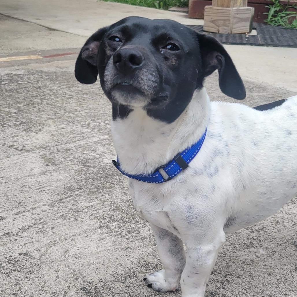 Dog for adoption - Pancho JRT, a Rat Terrier & Jack Russell Terrier Mix ...