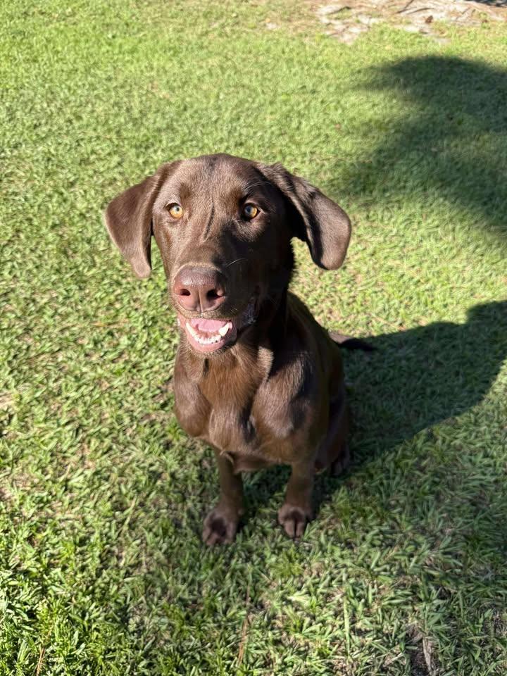 Dog for adoption - Rusty, a Chocolate Labrador Retriever in Wilmington ...