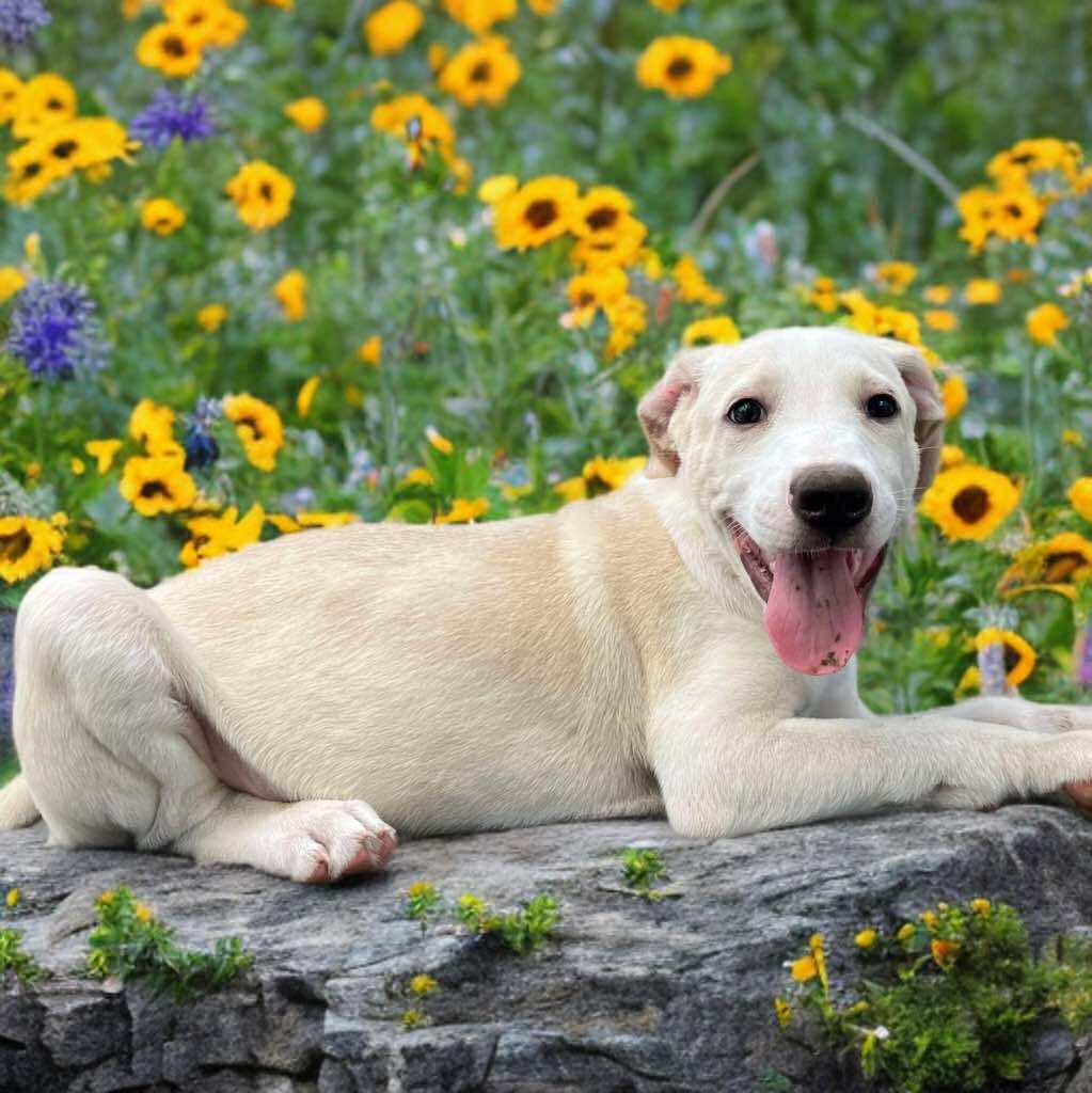 Dog for adoption - Tokyo, a Labrador Retriever & Pit Bull Terrier Mix ...
