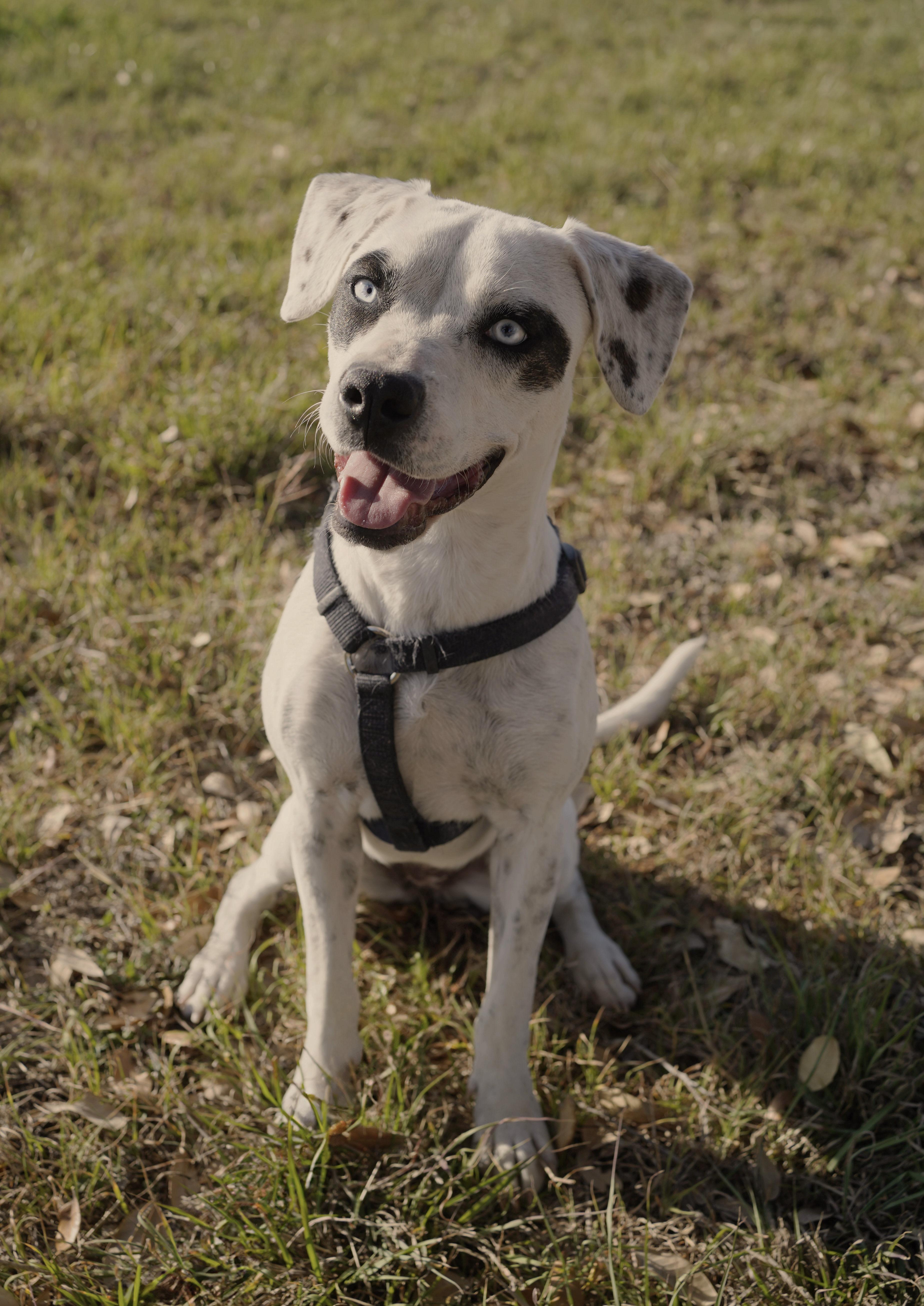 Dog for adoption - Patches, a Catahoula Leopard Dog & Beagle Mix in ...