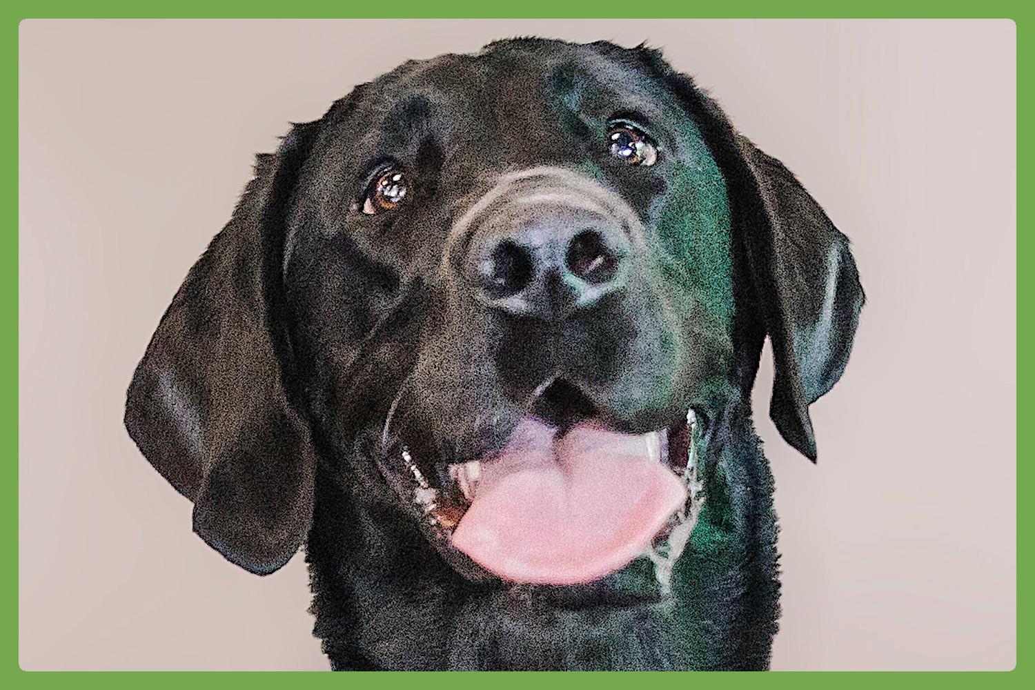 Dog for adoption - Nova, a Labrador Retriever in Charleston, WV | Petfinder