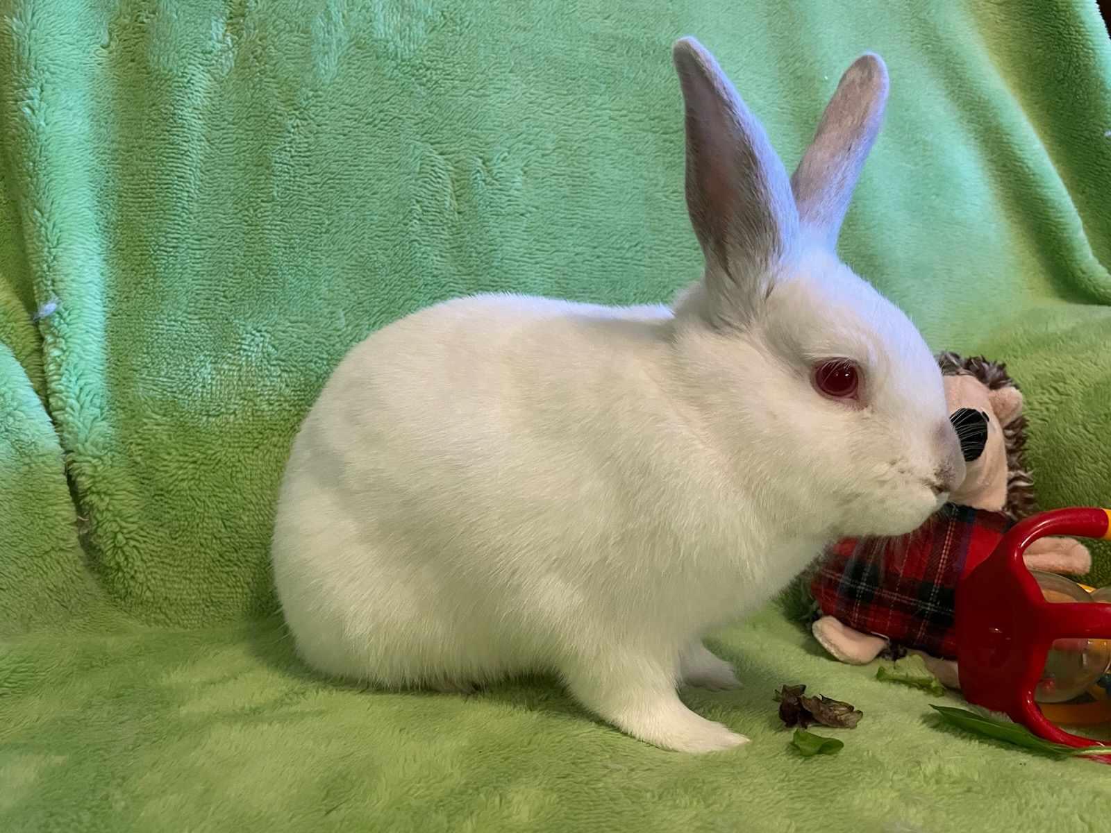 Rabbit for adoption - Harry, a Himalayan in Roseville, CA | Petfinder