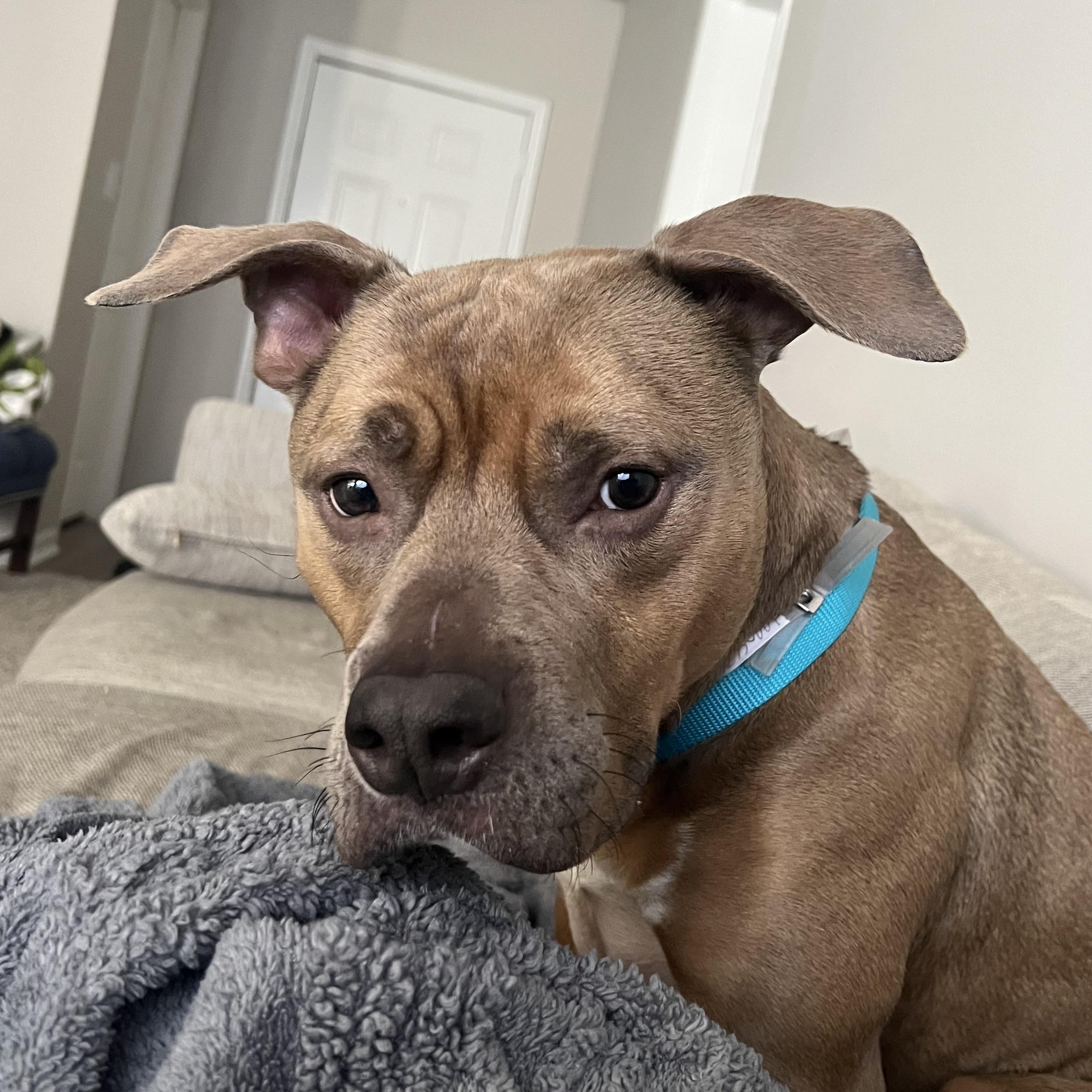 Dog for adoption - Aquaman, an American Staffordshire Terrier Mix in ...
