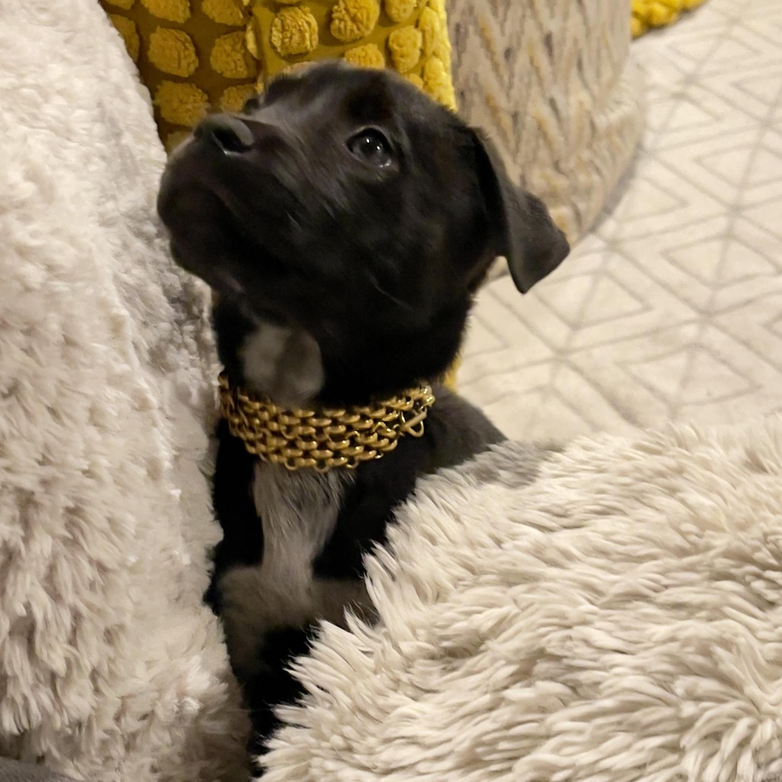 Dog for adoption - Micah, a Mixed Breed in Atlanta, GA | Petfinder