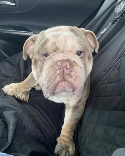 Dog for adoption - BERNIE - pending, an English Bulldog in Bonney Lake ...