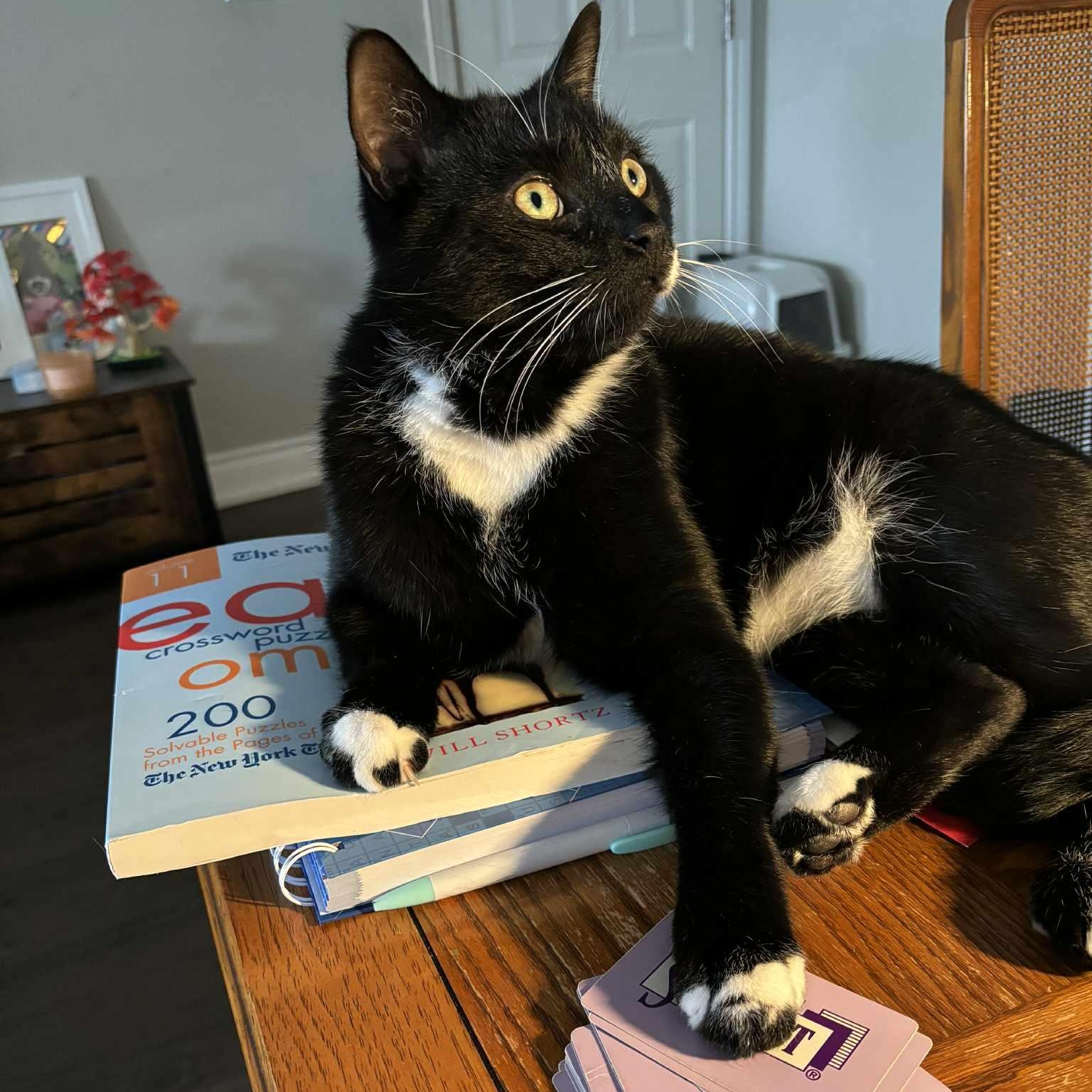 Gabe - A Snuggly Gentleman! - Adoptable Pet | Petfinder | Petfinder