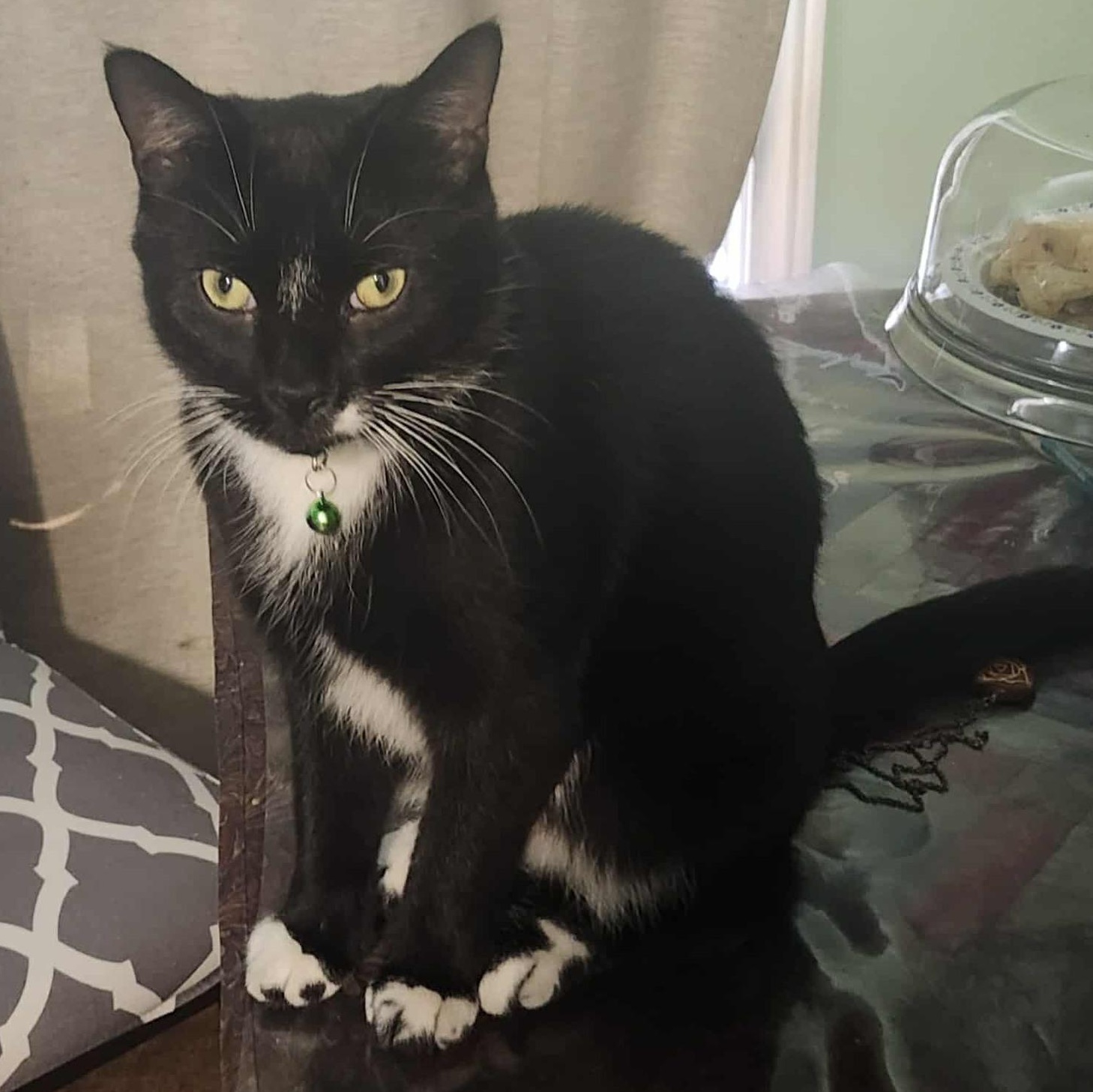 Gabe - A Snuggly Gentleman! - Adoptable Pet | Petfinder | Petfinder