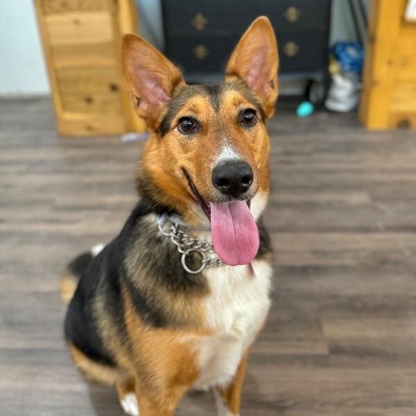 Dog for adoption - Miss Ruby Sweets, a German Shepherd Dog & Pembroke ...