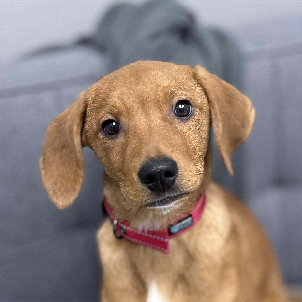 Dog for adoption - Yoder, a Labrador Retriever & Redbone Coonhound Mix ...