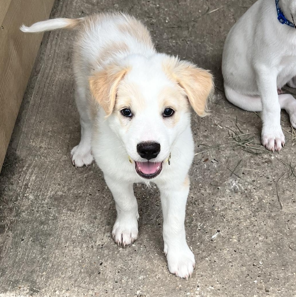 Dog for adoption - Chicken, a Retriever Mix in Central Islip, NY ...