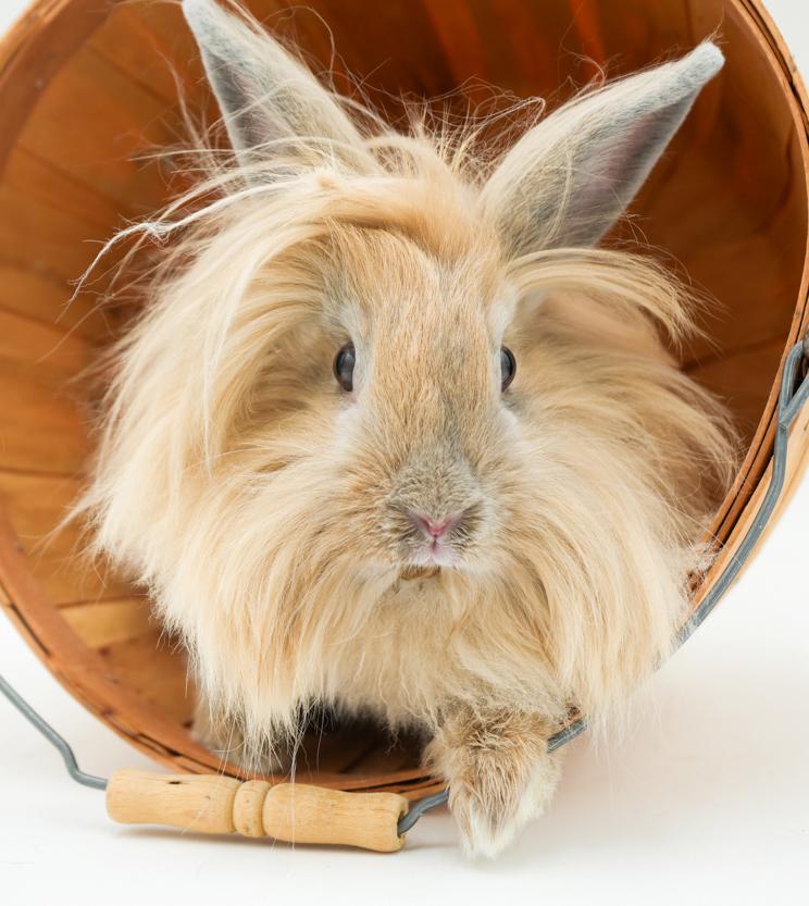 Rabbit for adoption - Fairybell - so funny fluffy and fun!, an Angora ...