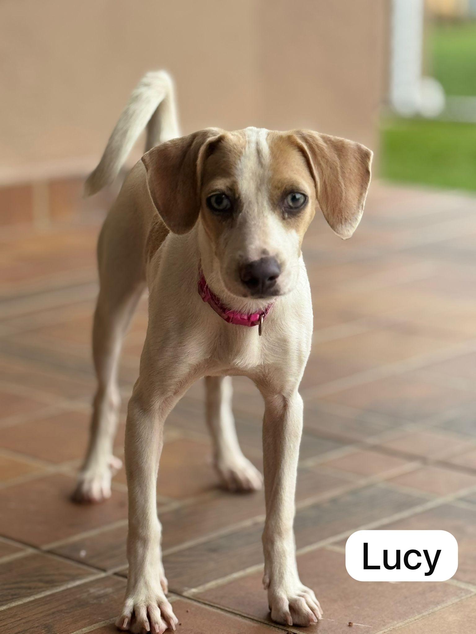 Dog for adoption - Lucy: Your New Best Friend, an American Foxhound ...