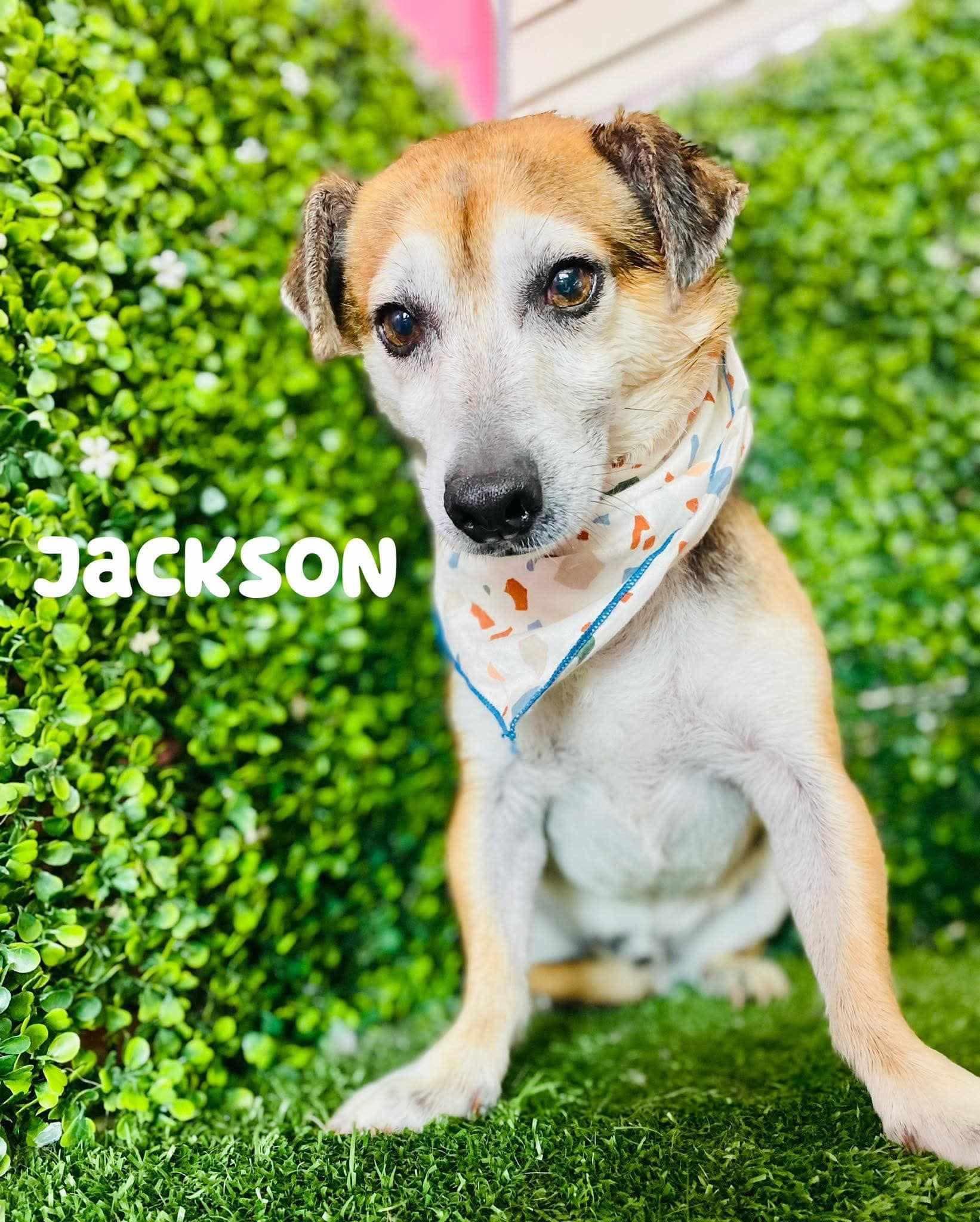 Dog for adoption - Jackson, a Mixed Breed in Puyallup, WA | Petfinder