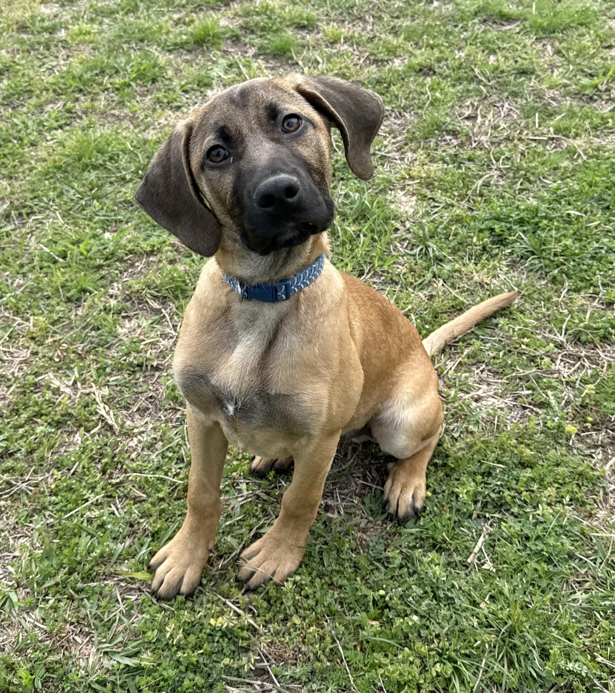 Dog for adoption - Dalton, a Hound Mix in Bellingham, WA | Petfinder