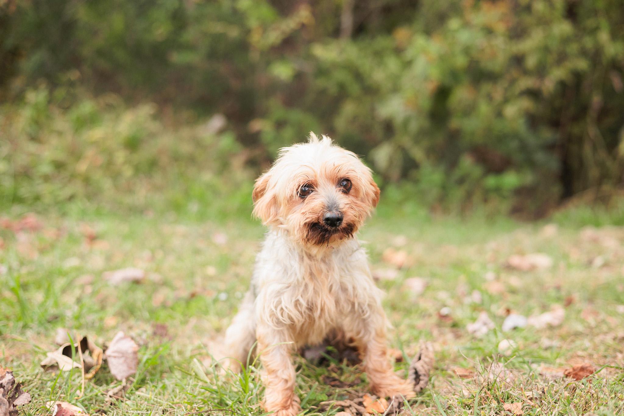 Dog for adoption - Winifred - Transport, a Yorkshire Terrier in ...