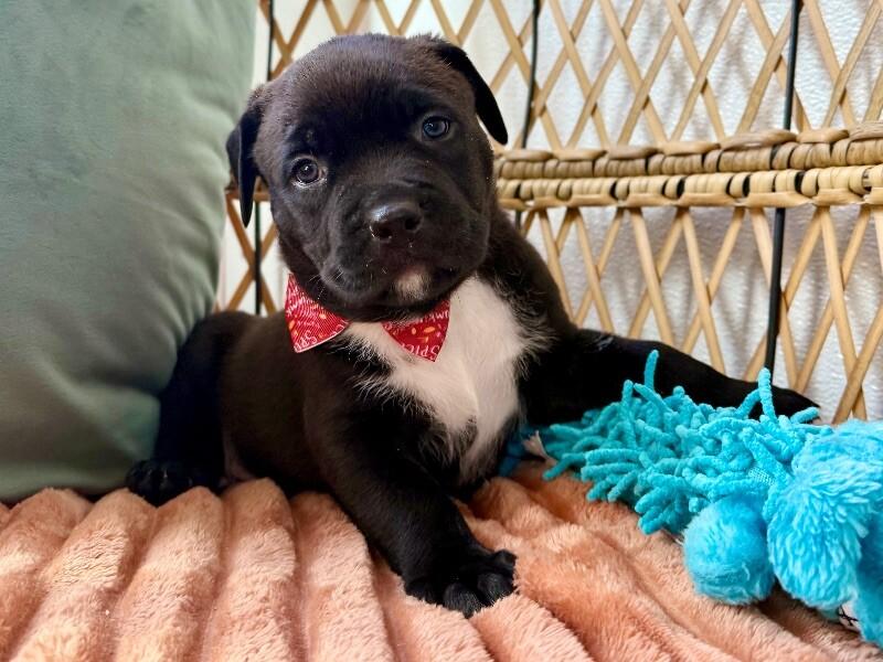 Dog for adoption - Gummy Candy, a Pit Bull Terrier & Labrador Retriever ...