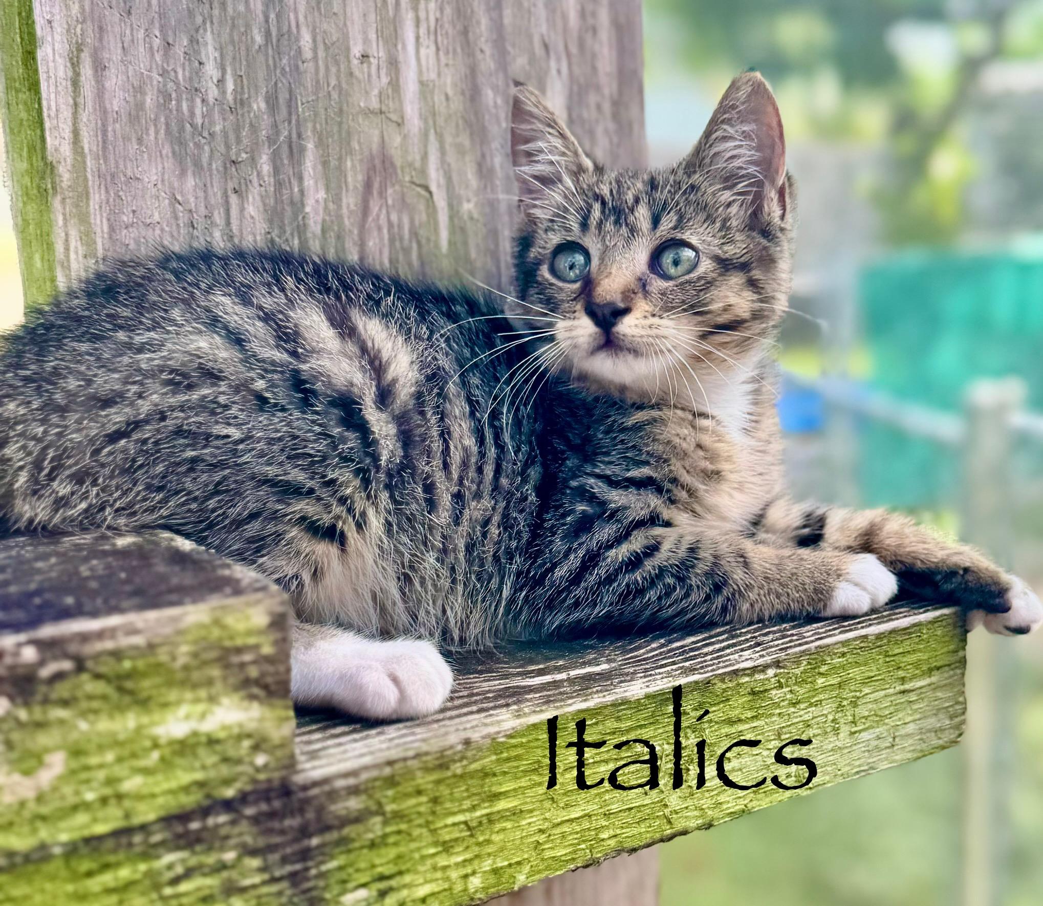 Cat for adoption - Italics, a Tabby & Domestic Medium Hair Mix in ...