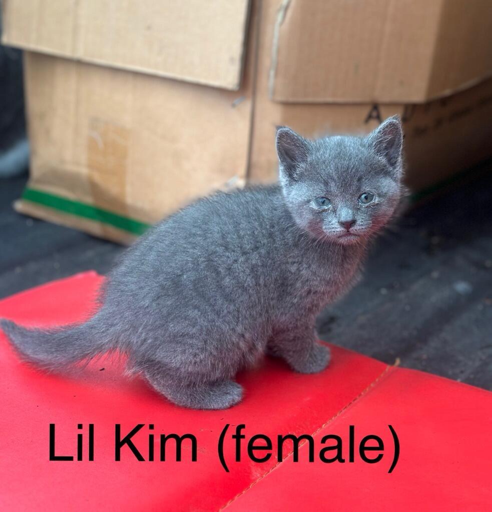 Cat for adoption - Lil Kim, a Domestic Medium Hair in Southaven , MS ...