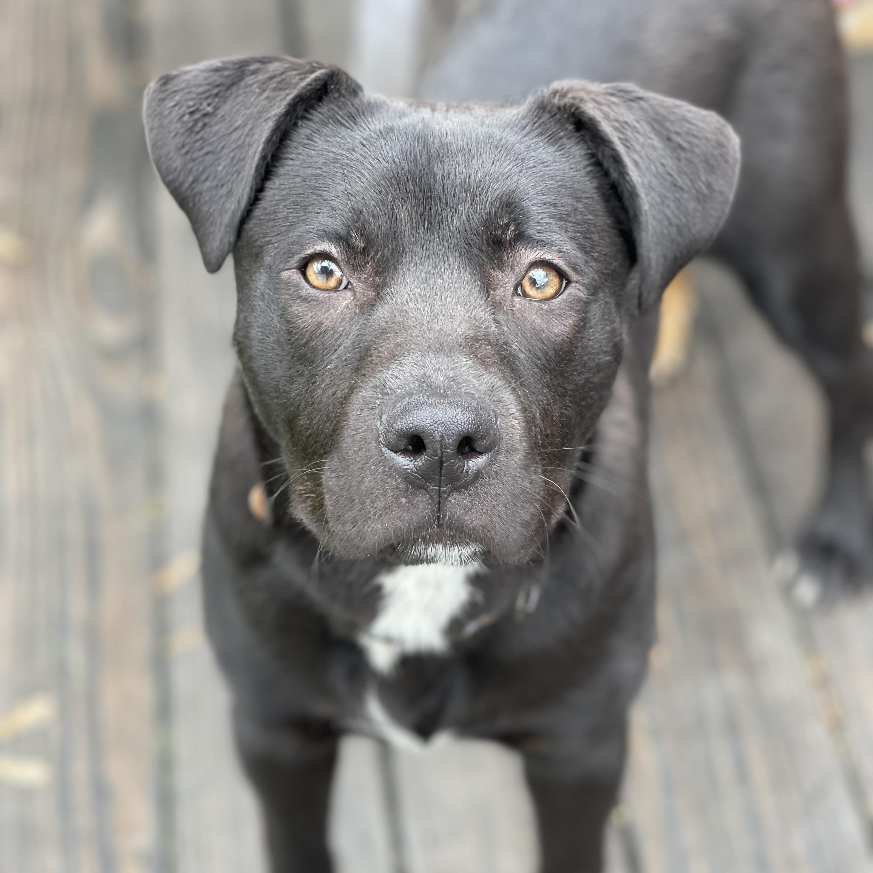 Dog for adoption - Sleeping Bear, a Black Labrador Retriever & Pit Bull ...