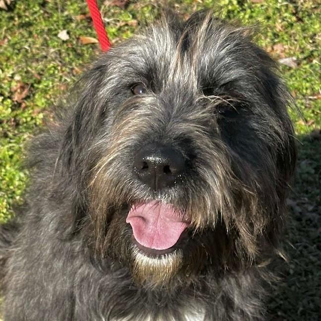 Dog for adoption - Noel, a Labrador Retriever & Standard Poodle Mix in ...