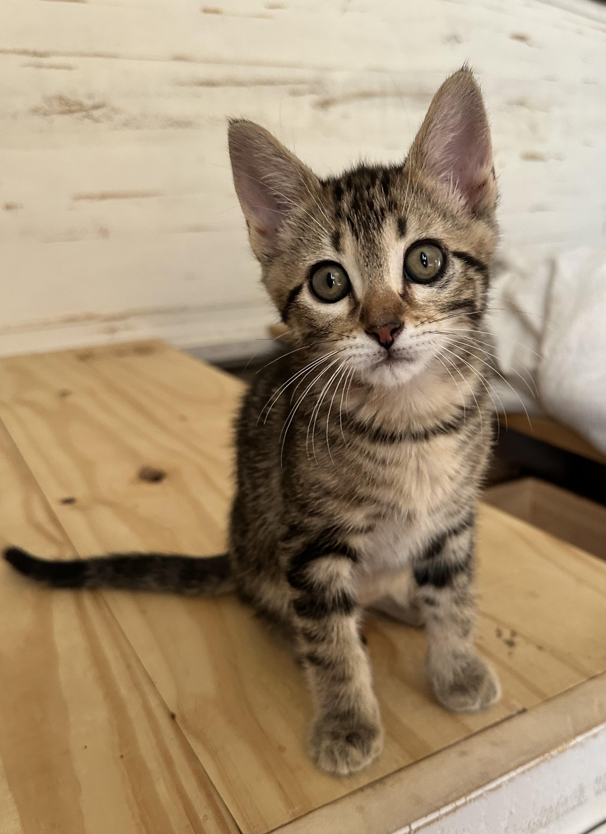 Cat for adoption - Sinatra, a Tabby in Trophy Club, TX | Petfinder