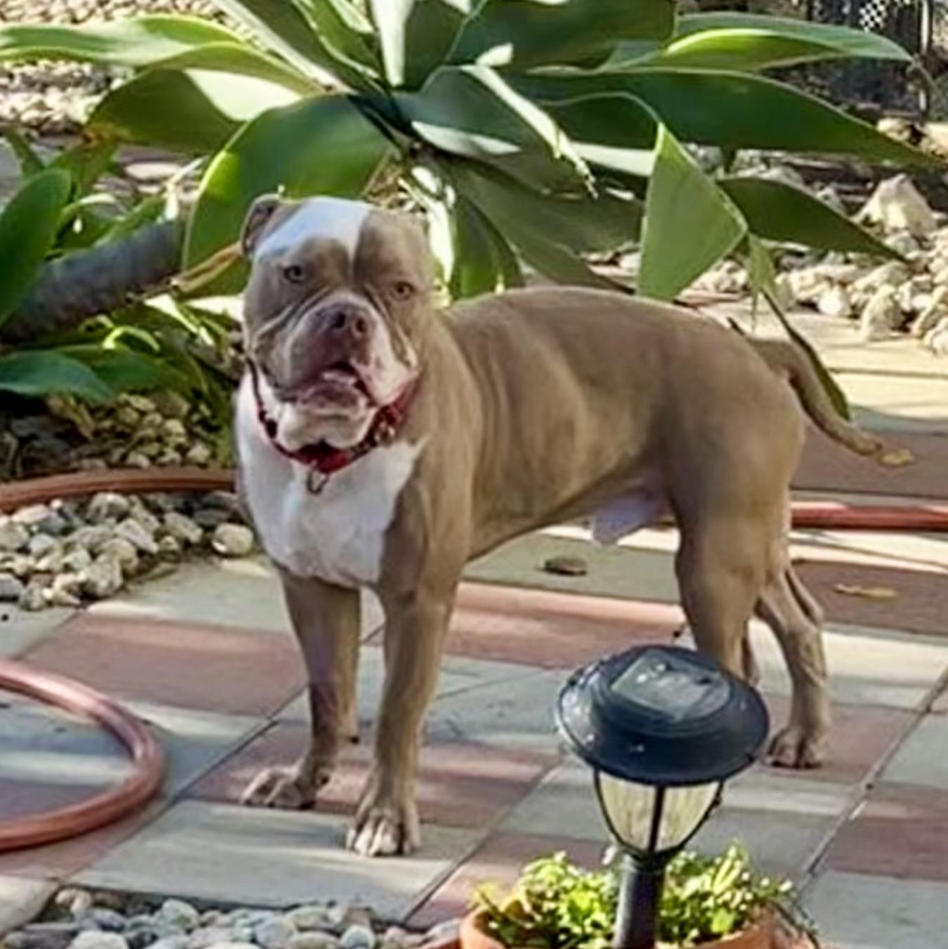 Dog for adoption - Macho Bronx Says, " May I Be Your Valentine, Please ...