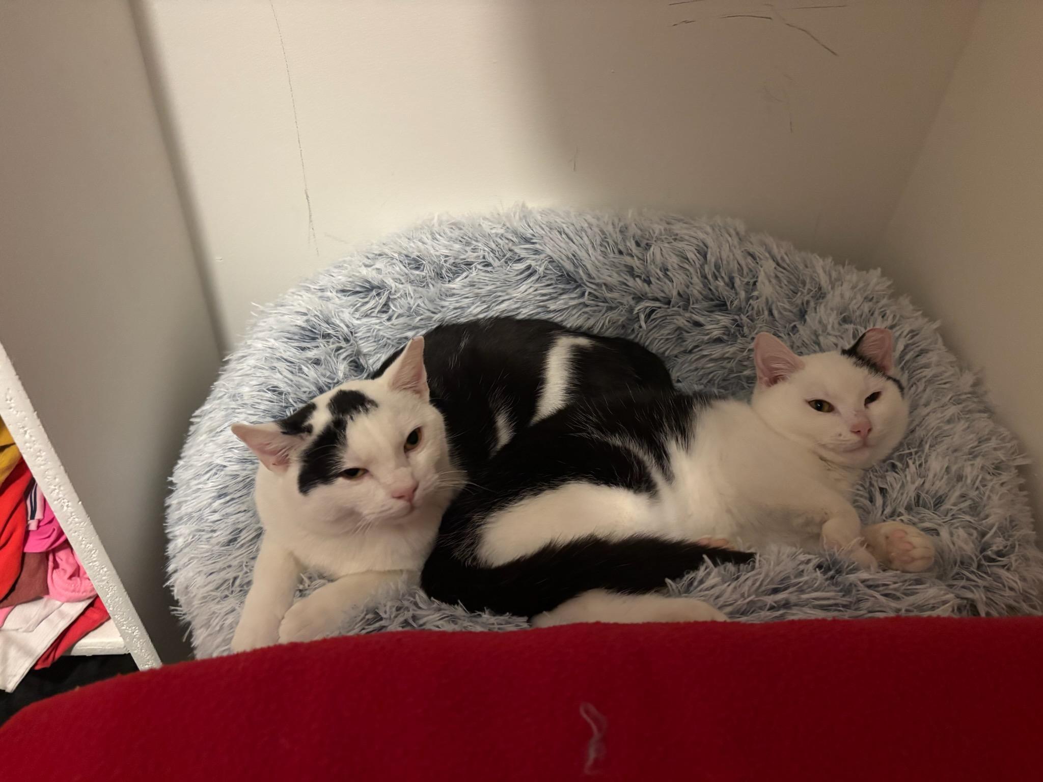 Cat for adoption - Concord & Conrad, an American Shorthair in ...