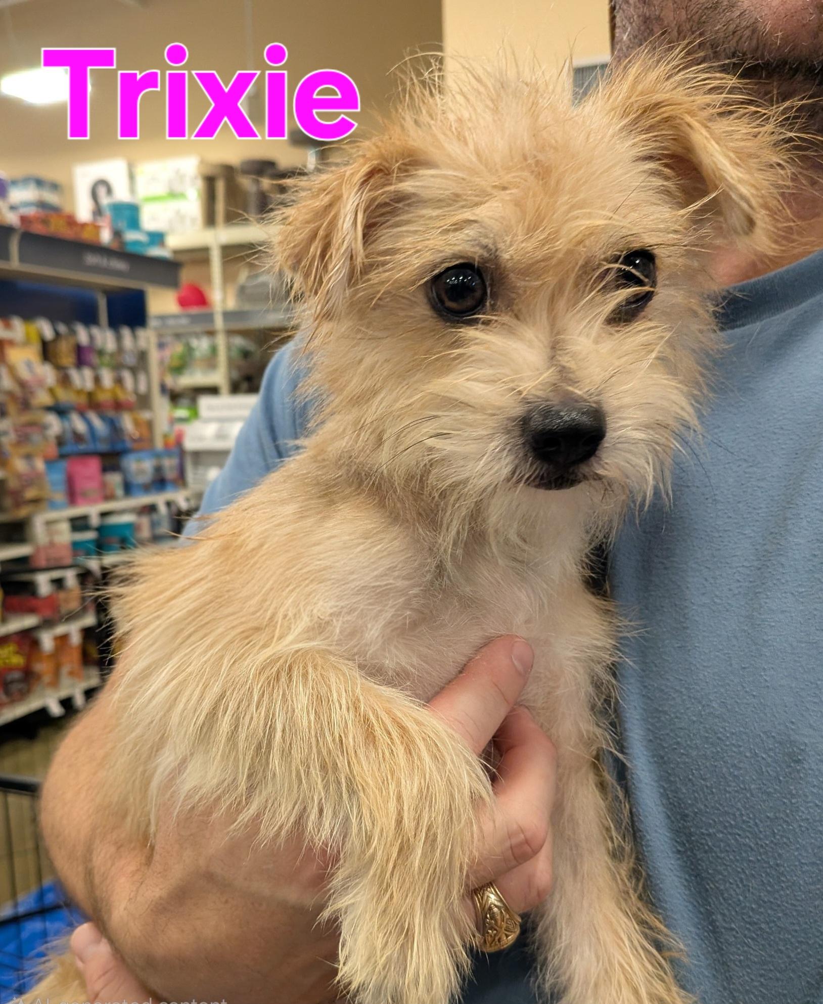 Dog for adoption - Dixie, a Norfolk Terrier & Cairn Terrier Mix in ...
