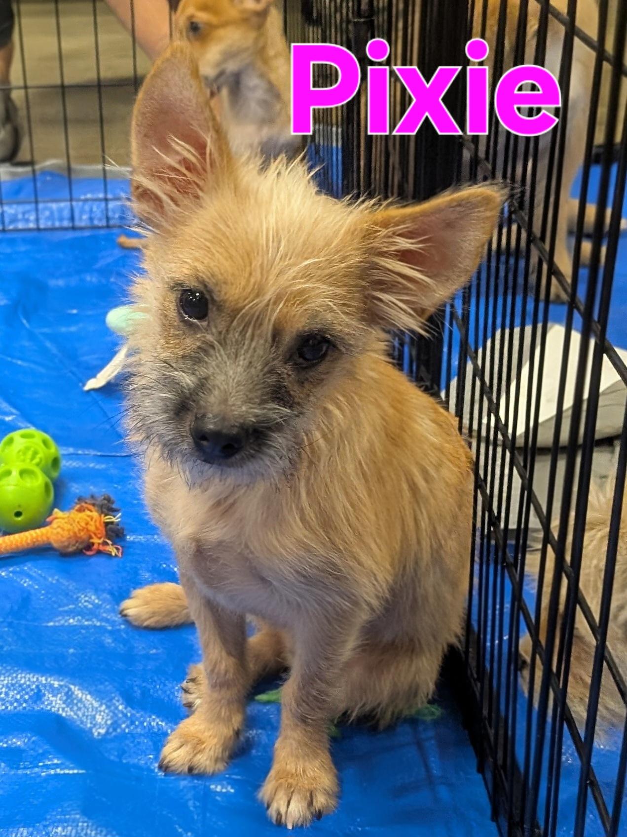 Dog for adoption - Dixie, a Norfolk Terrier & Cairn Terrier Mix in ...