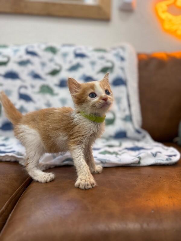 Cat for adoption - AJ Catnip, a Domestic Short Hair in Marysville, WA ...