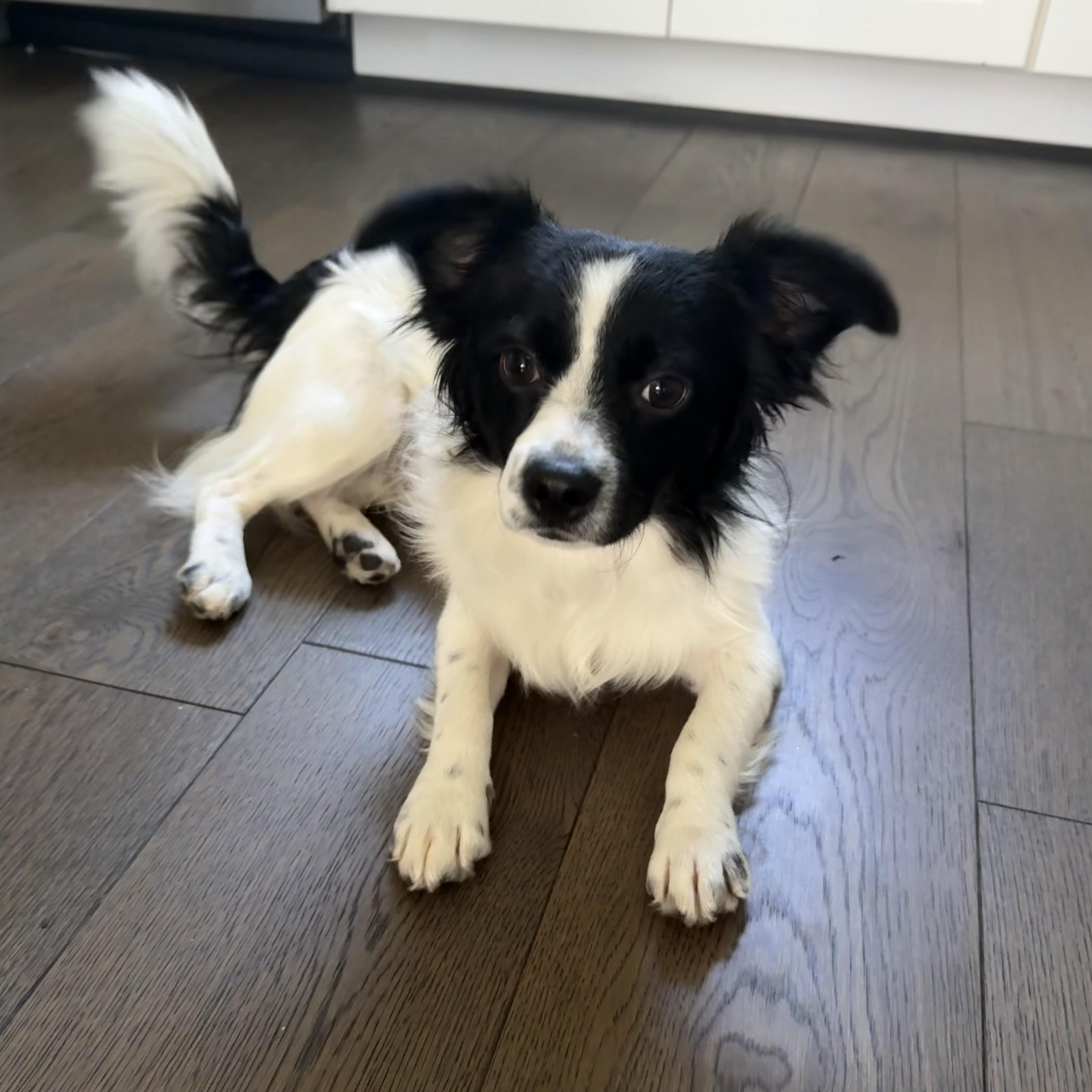 Dog for adoption - Artie, a Border Collie Mix in Providence, RI | Petfinder