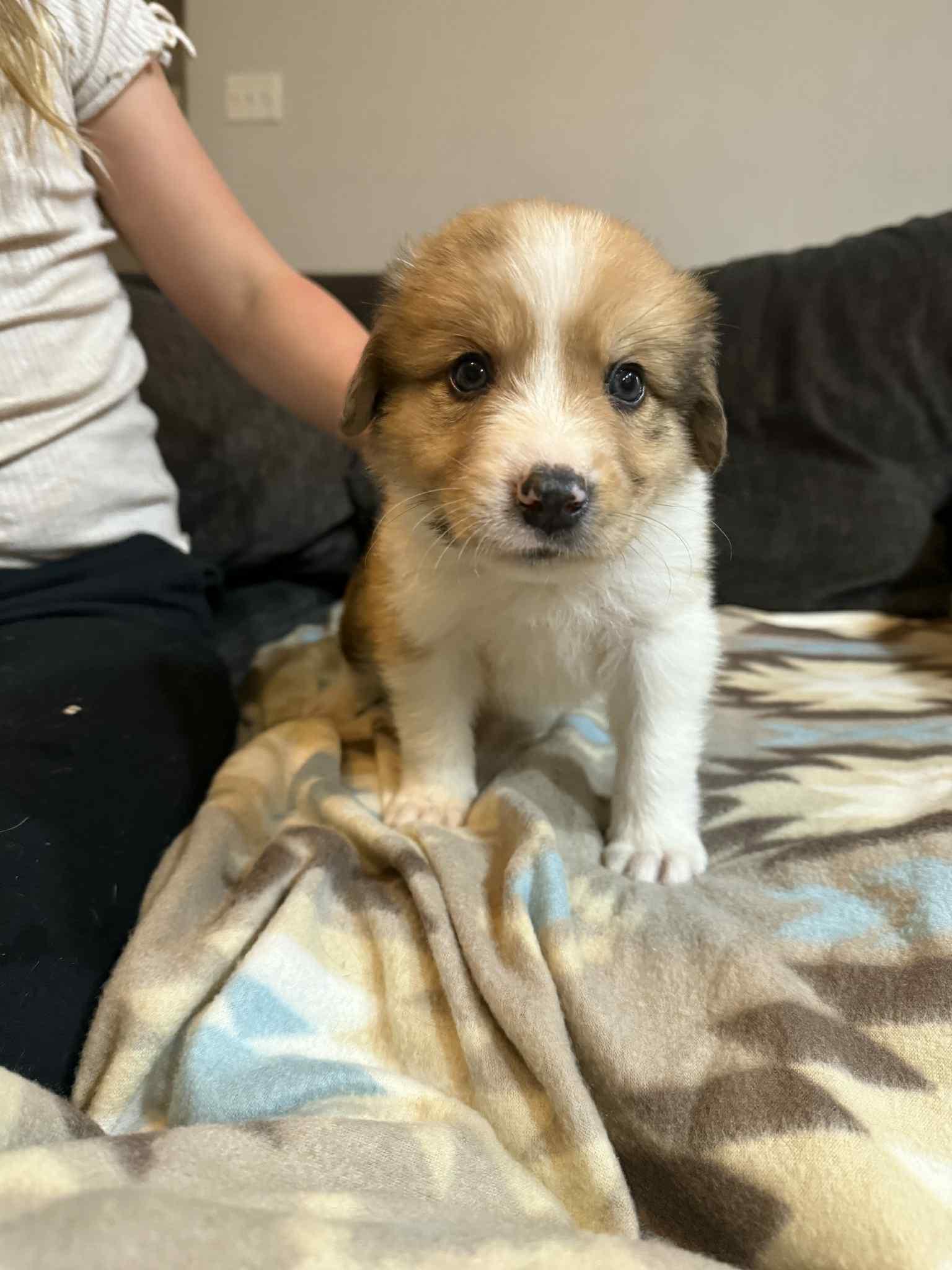 Dog for adoption - Scout, a Great Pyrenees & Australian Shepherd Mix in ...