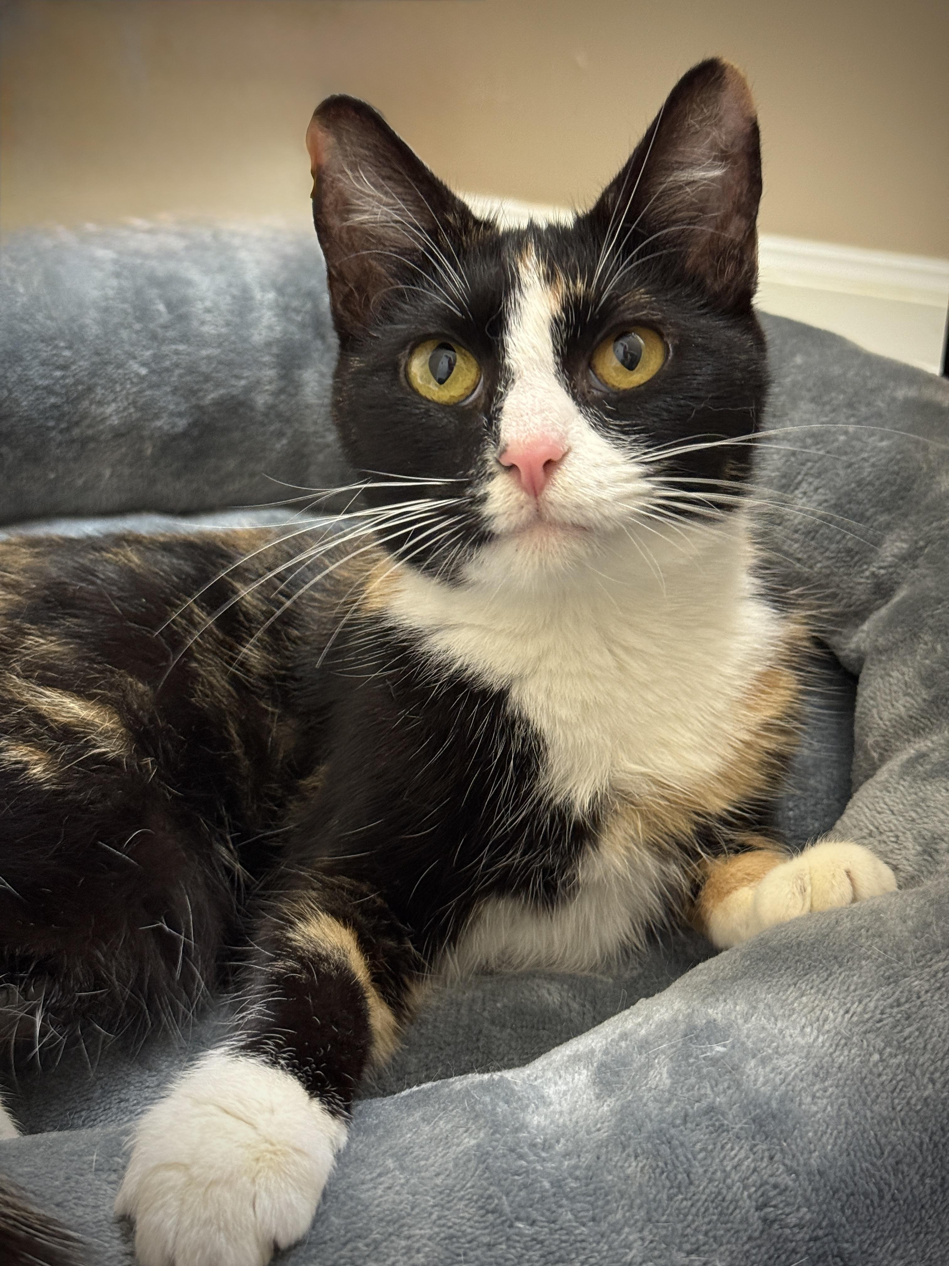 Cat for adoption - Constellation, a Calico in Alexandria, VA | Petfinder