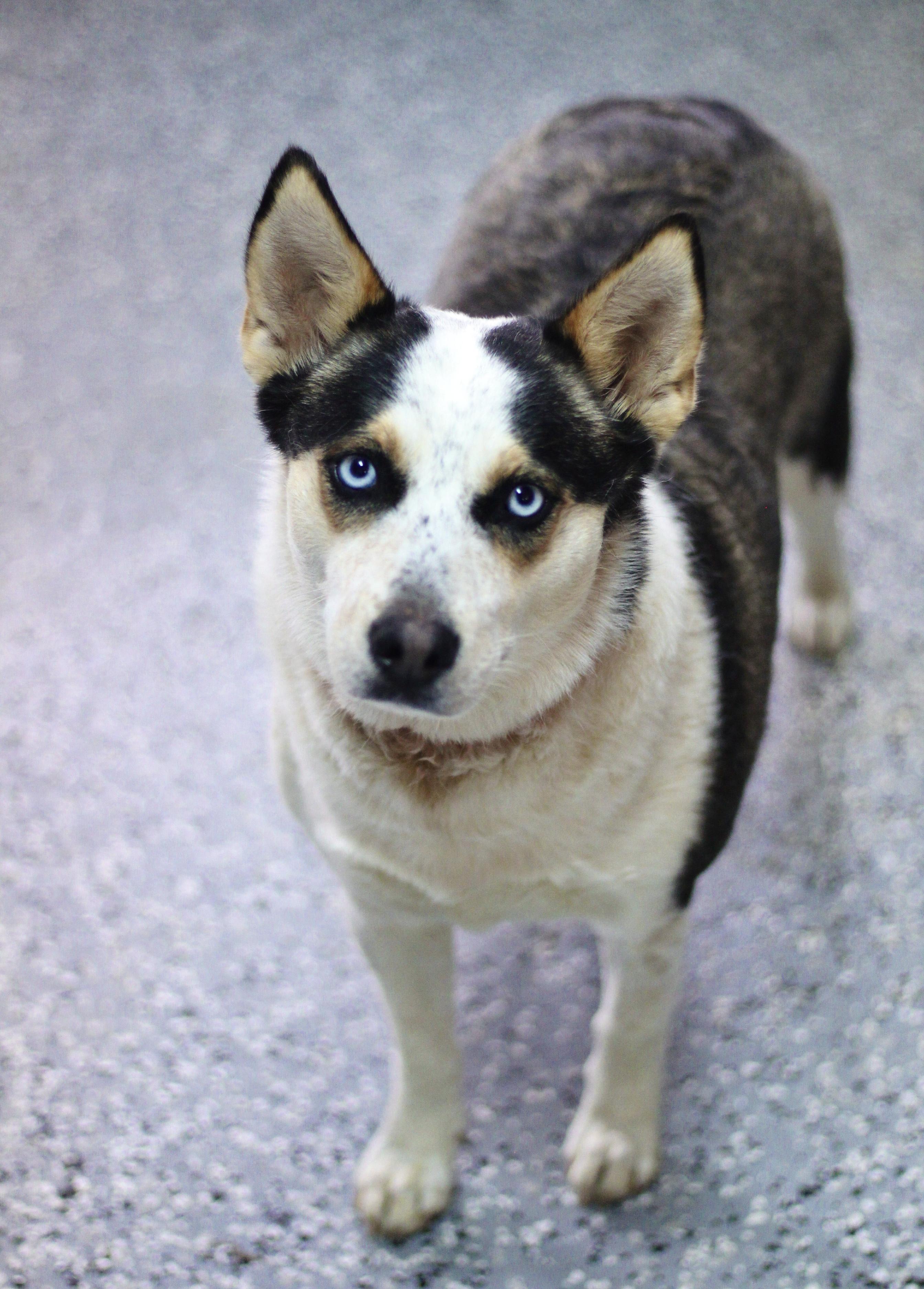 Dog for adoption - Maiden in NH! Come Meet our Adoptable Dogs Wednesday ...