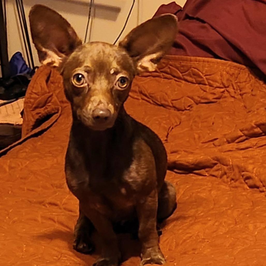 Dog for adoption - Ariel (Mom) GC, a Dachshund & Chihuahua Mix in Blue ...