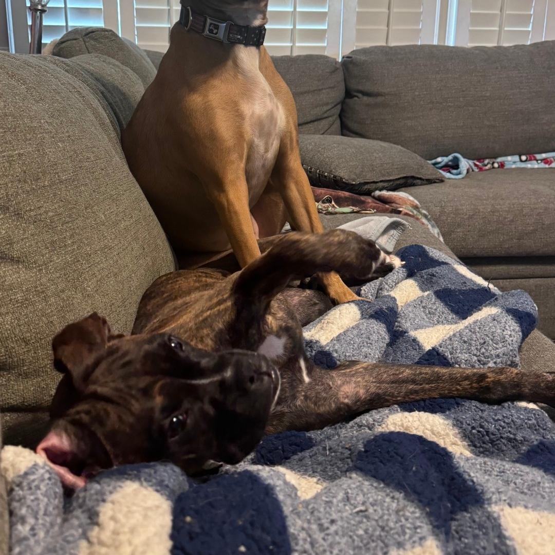 Dog for adoption - Zuri, a Boxer in Maryville, TN | Petfinder